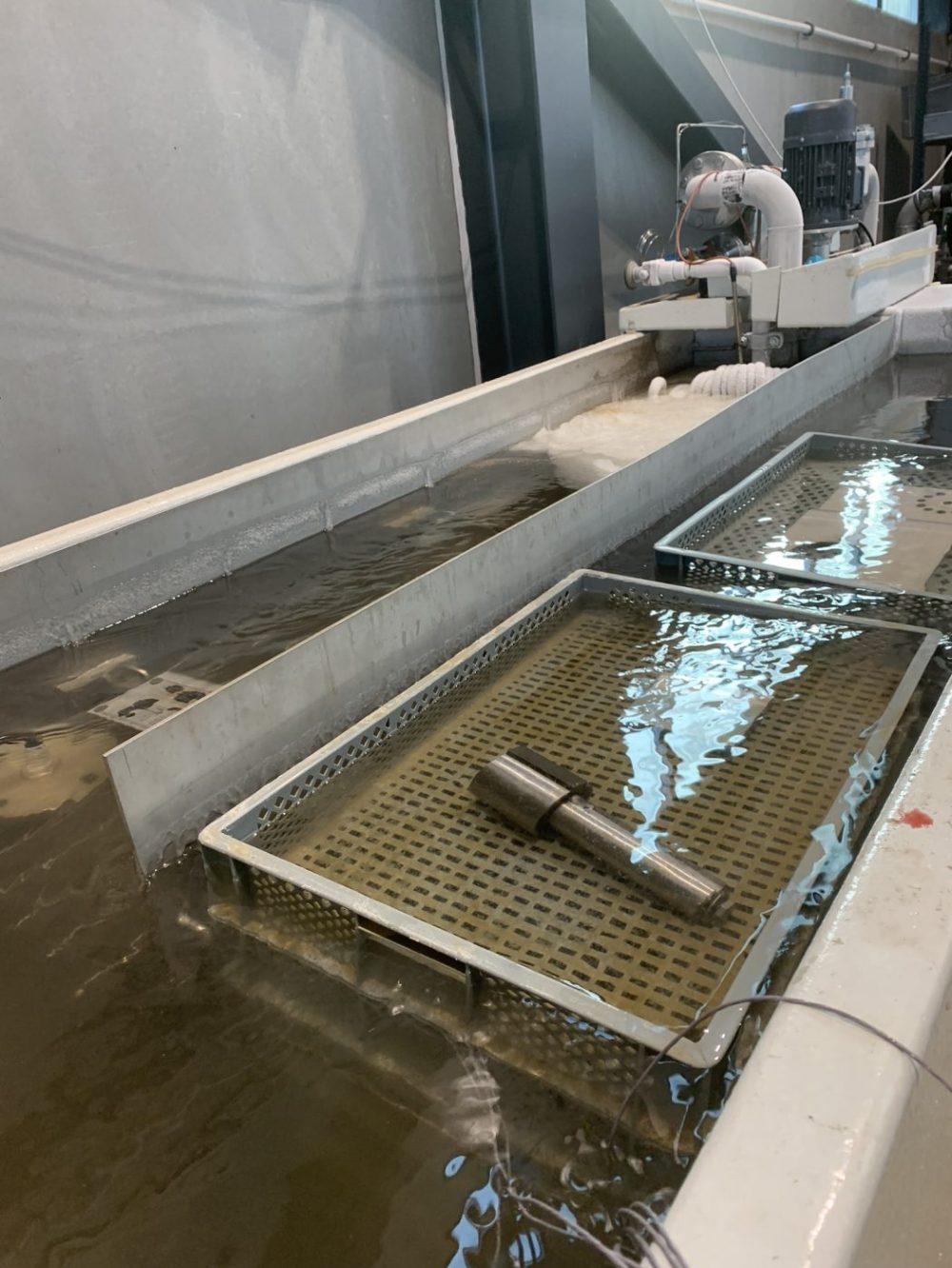 Demo 15 - Brine freezing of fish - Enough